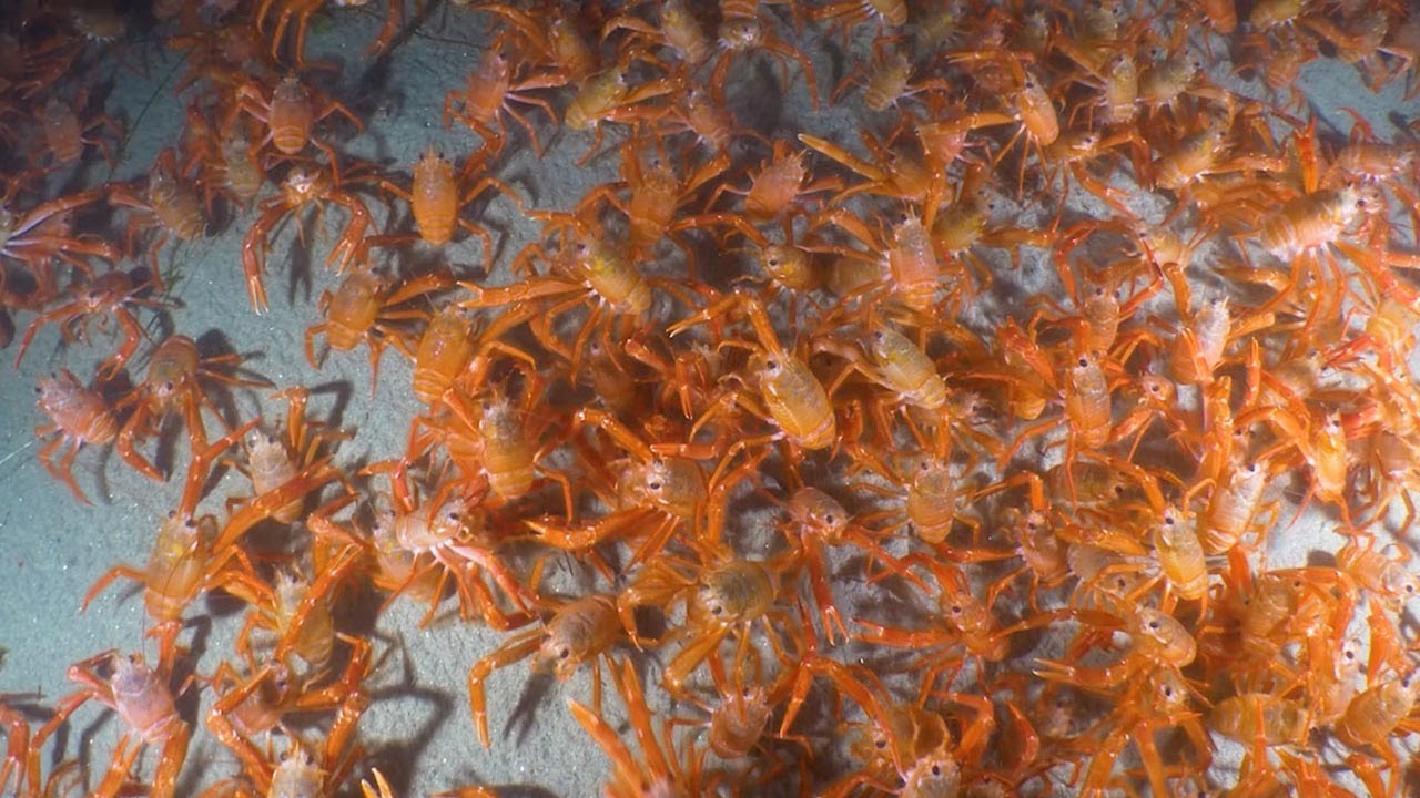 Incredible Footage Shows Crabs Migrating Across The Ocean - YouTube