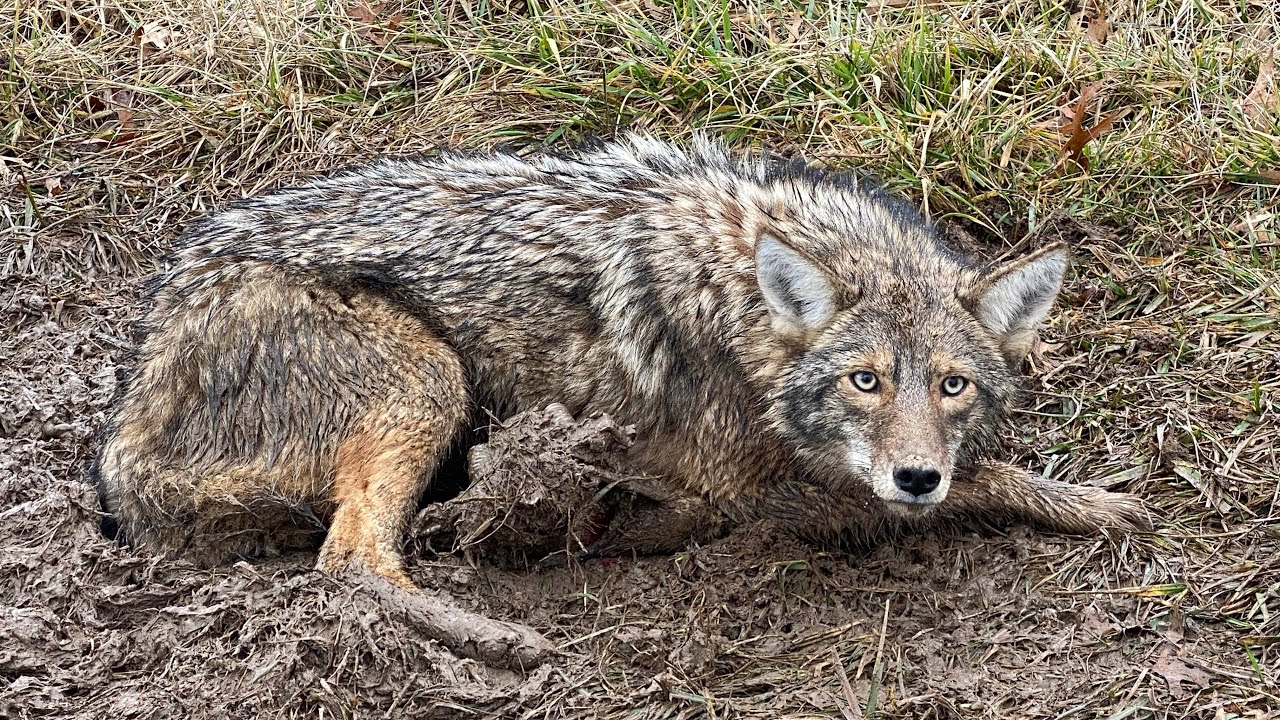 Coyote Trapping The Last few days on the Coyote Trapline - YouTube