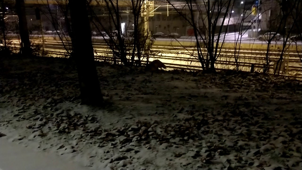 Fuchs-Sichtung in Wien, 20. Bezirk (Brigittenauer Brücke) - YouTube