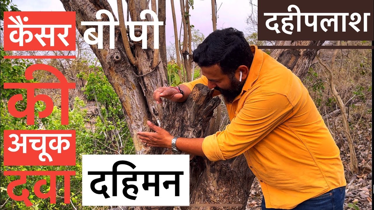 कैंसर और बी पी की अचूक औषधि है दहिमन | Dahiman | Dahipalash | दहिमन ...