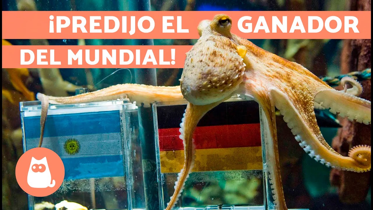 La HISTORIA del PULPO que PREDECÍA el FUTURO 🐙 (Paul) - YouTube