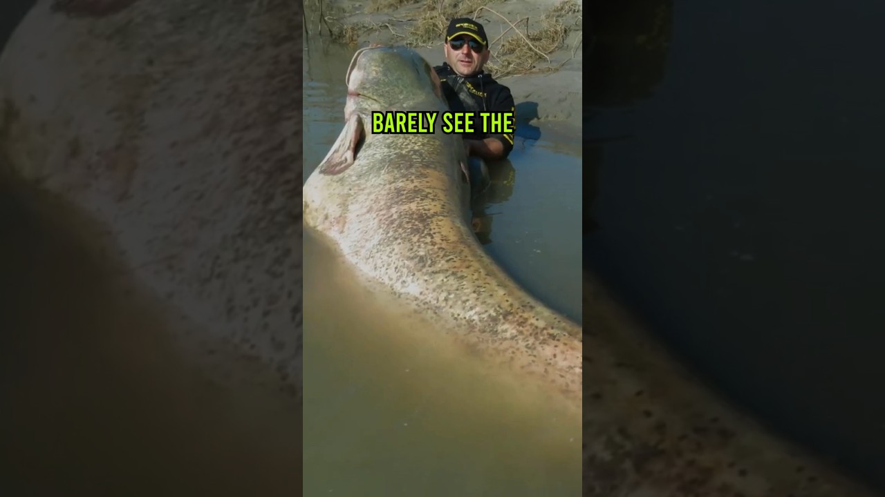 The Rarest Catfish Ever Caught - Fishing