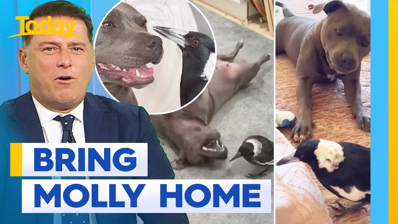 Family fights to reunite Molly the Magpie with Peggy the Staffy | Today ...