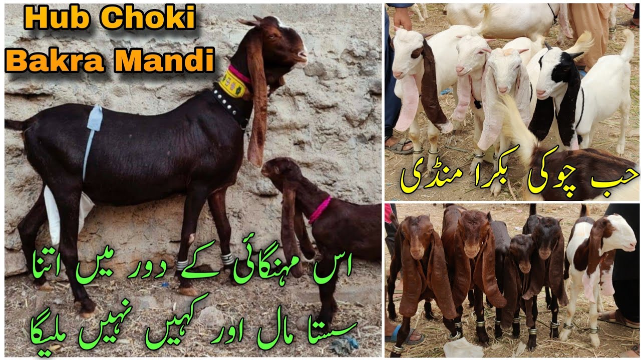 |Hub Choki Bakra Mandi| |Jummey K din Ka Behtareen Or Sasta Maal| Vip ...