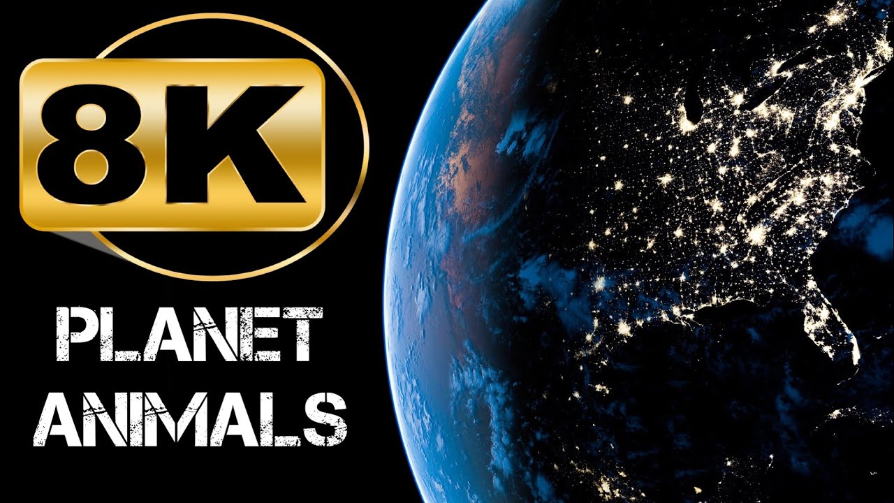 Compilation Wild Animals World Wide - YouTube