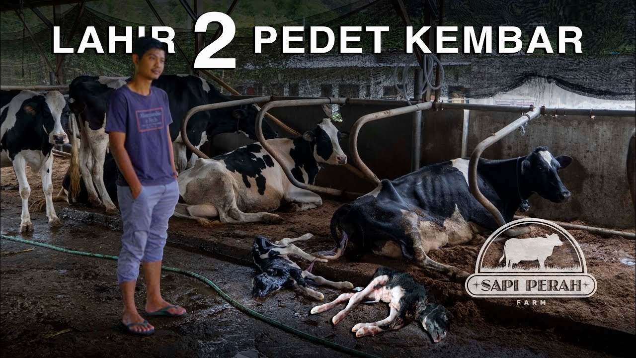SAPI PERAH INI MELAHIRKAN 2 ANAK KEMBAR SEKALIGUS ... TAPI ...??? - YouTube