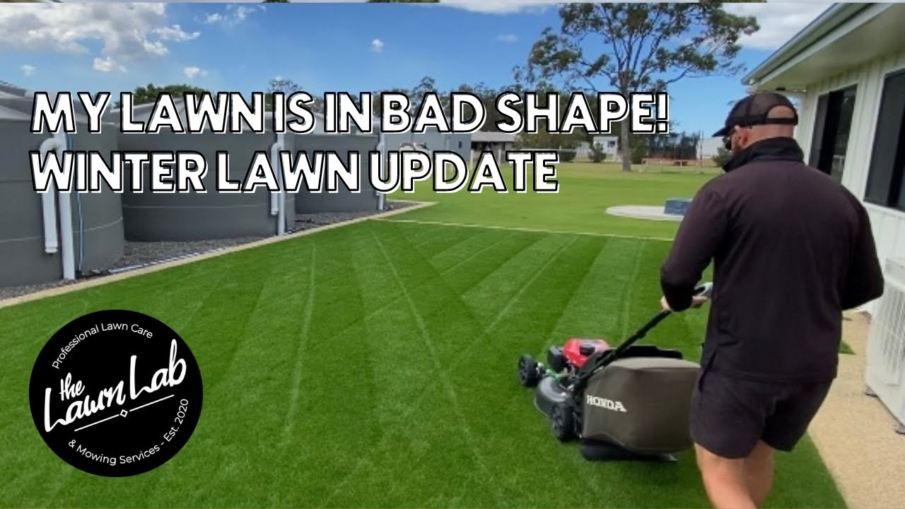 My lawn is in bad shape/ winter lawn update - YouTube