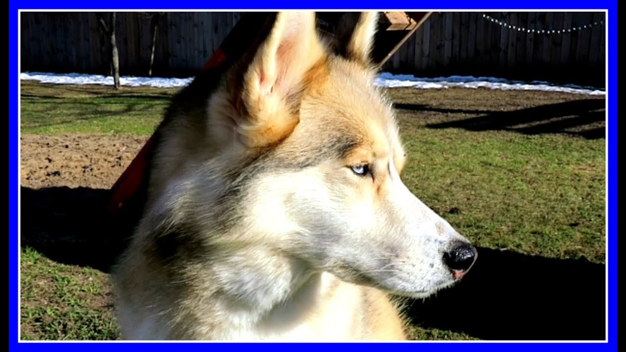 Original Gone to the Snow Dogs Music Video! Shiloh and Shelby Theme ...