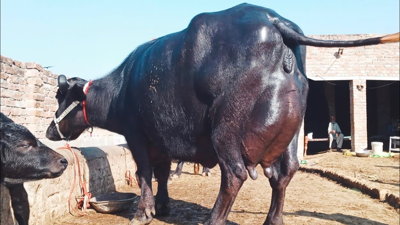 مدثر وڑائچ ساروکی ایک بلکل سجری سوئی بھینس3بریڈر برائے فروخت25دسمبر2024 ...