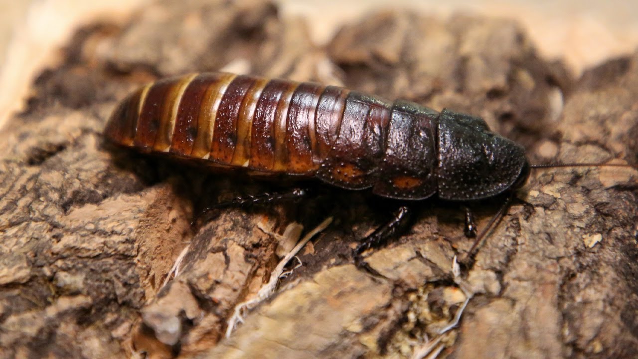Learn All About Madagascar Hissing Cockroaches - YouTube