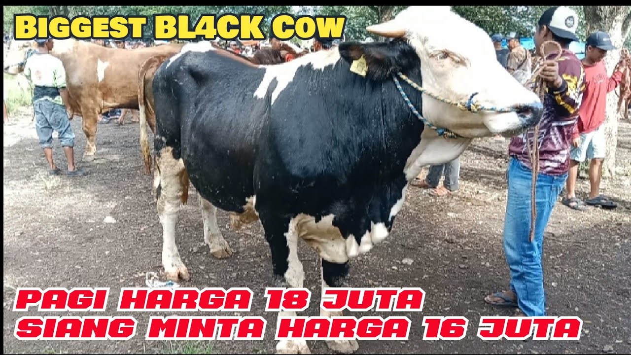 Biggest BLACK COW Sapi HITAM Super Besar || Pasar Mayang Kab.Jember ...