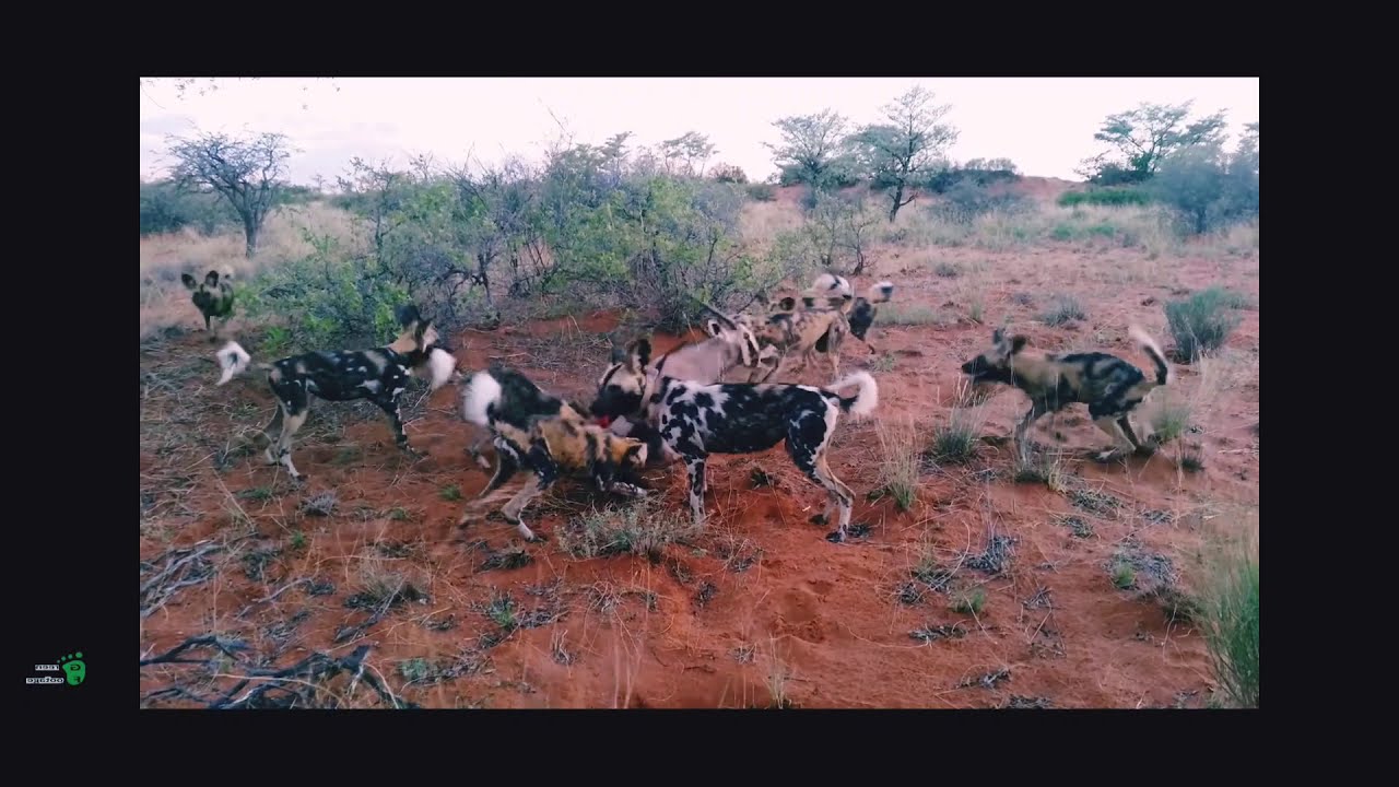 Eaten Alive - Graphic - African Wild Dogs devour prey - YouTube