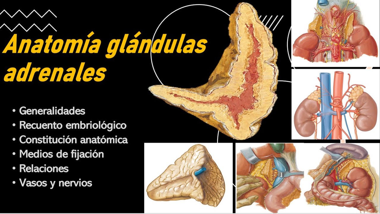 Anatomía glándula suprarrenal (Generalidades, fijación, constitución ...