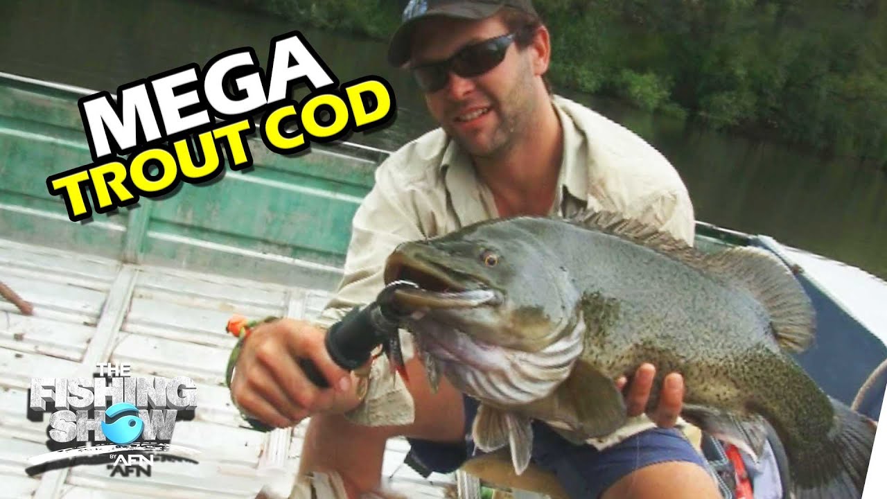 The Story of the Elusive TROUT COD - YouTube
