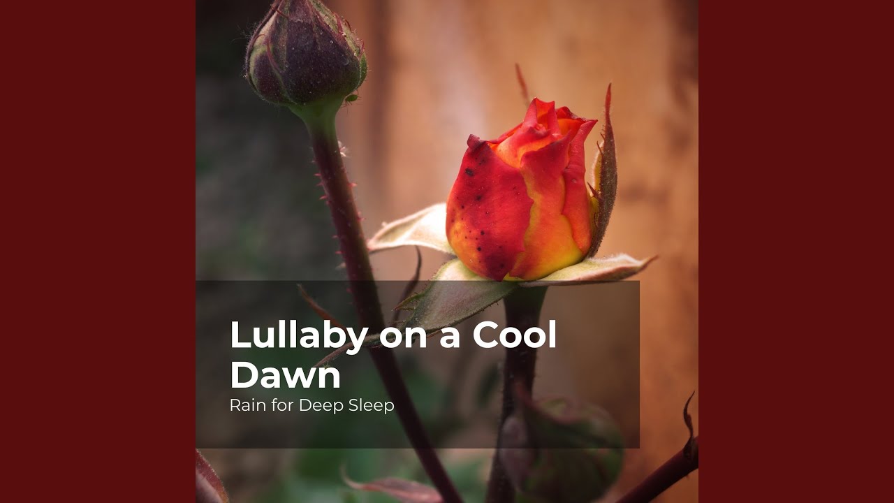 Unbothered Sleep in Rain - YouTube