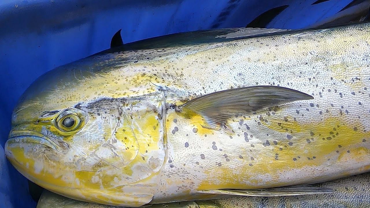 GIANT MAHI MAHI FISH CUTTING - Taiwanese Street Food - YouTube