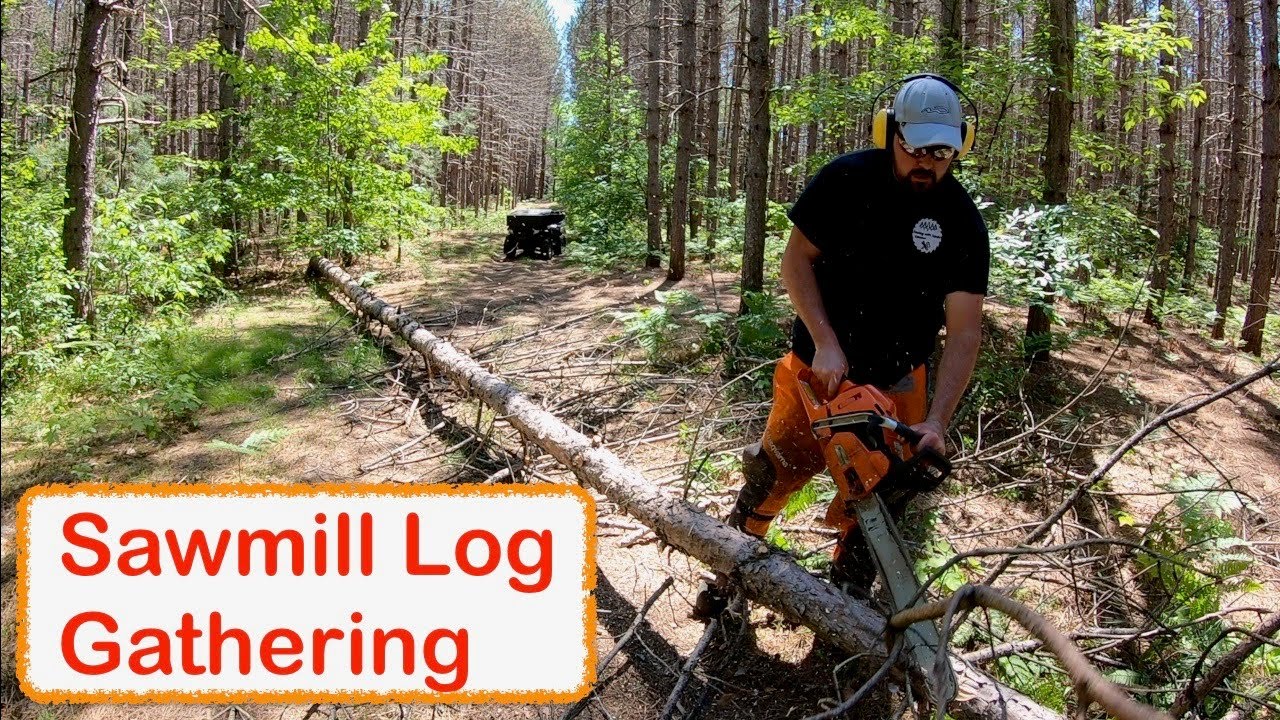 Felling Trees for Sawmill Logs | Cutting Trees with a Razor Sharp ...