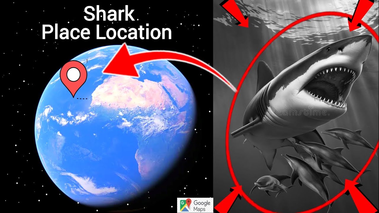 Wierd Shark 🦈 On Google Earth Location || You Didn't Know About - YouTube