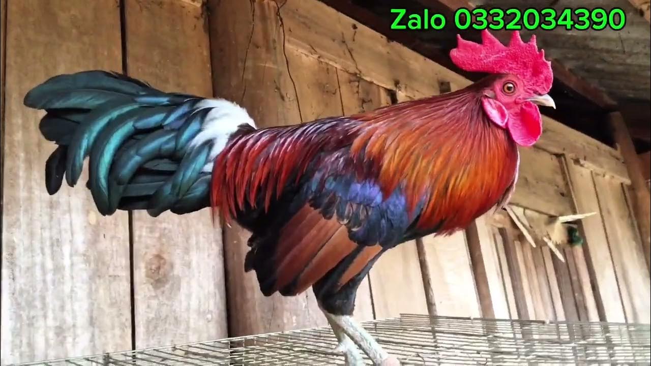 Qaib - Peb saib ua ke qaib dib liab nawb / Mạnh Gà 0332034390 - YouTube