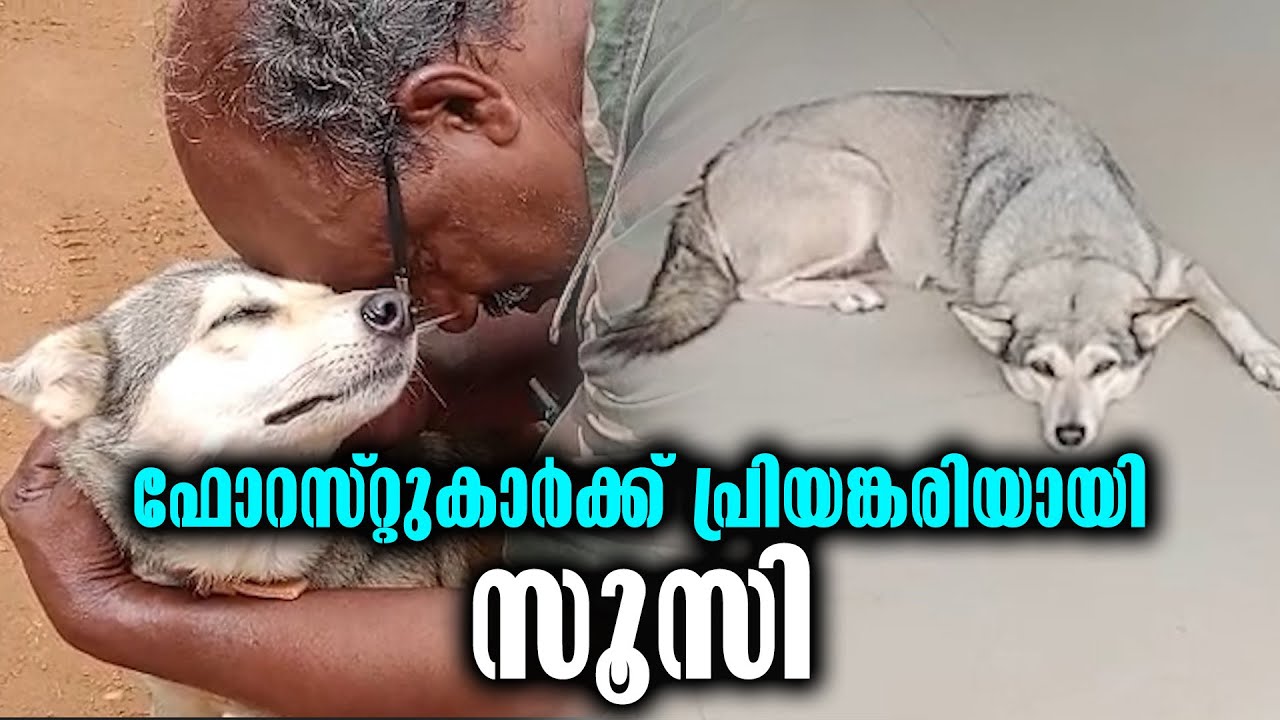Konni Adavi | ഫോറസ്റ്റുകാർക്ക് പ്രിയങ്കരിയായി സൂസി | Speciality Of A ...