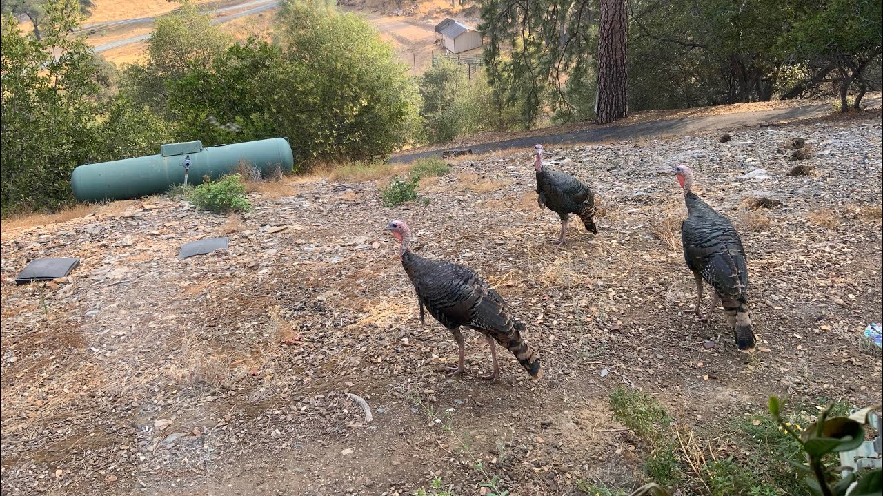 INVASION OF THE WILD TURKEYS THE SAGA CONTINUES - YouTube