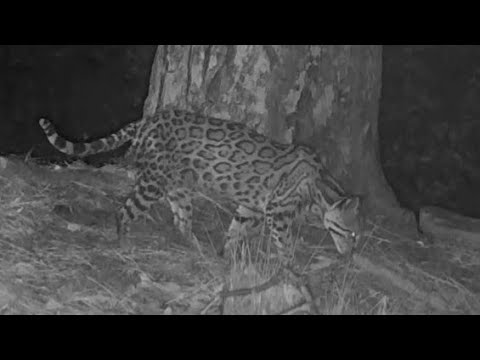 "INCREDIBLE" and Rare... Arizona's only Ocelot captured on my Trail ...