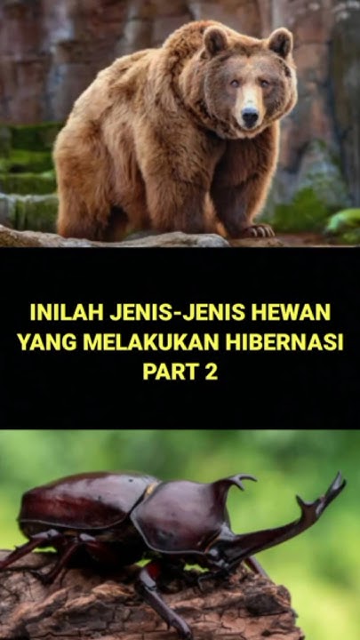 Jenis hewan yang melakukan hibernasi part 2 #shorts - YouTube