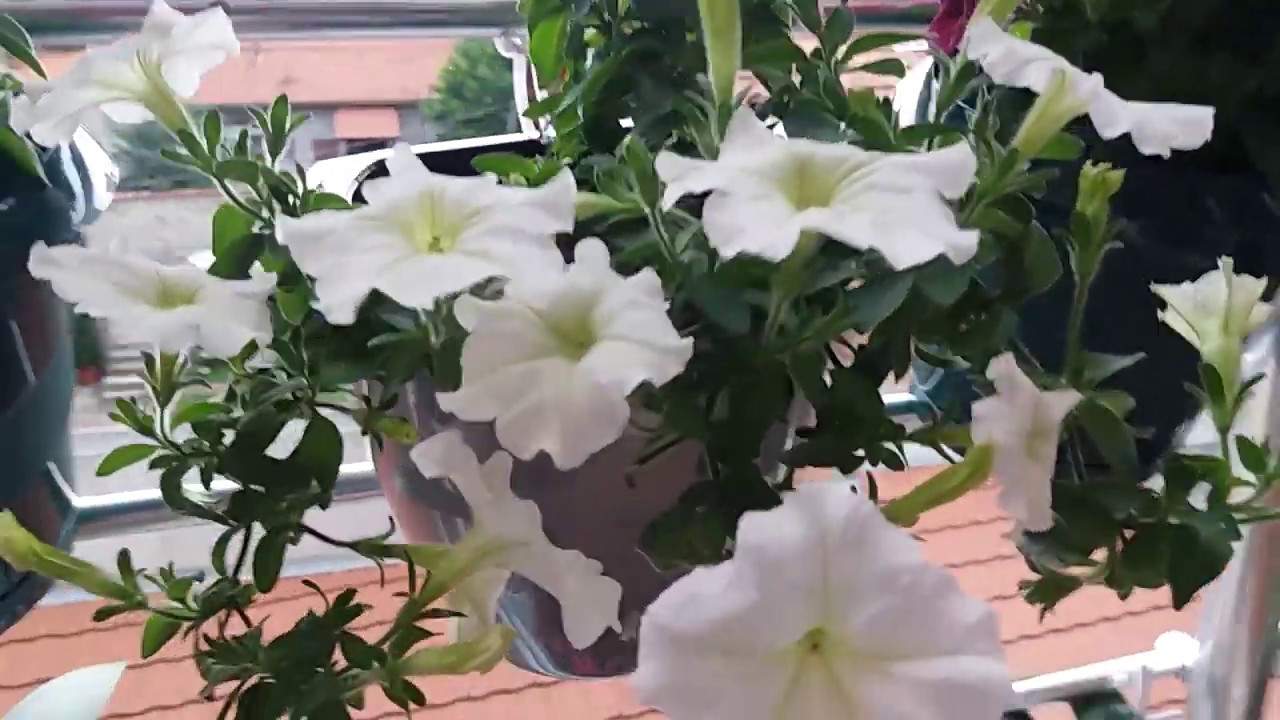 Surfinias blooming - Surfinije - YouTube