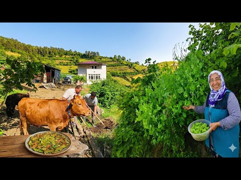 🫛 Bahçeden Topladık! Taptaze Nefis Tava Yaptık - Köyde Günlük Vlog