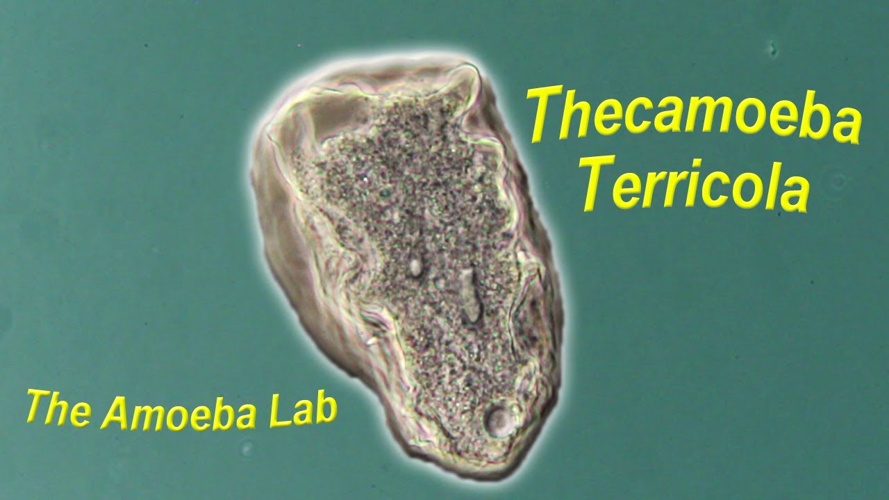 Amoeba : Thecamoeba Terricola by The AmoebaLab - YouTube