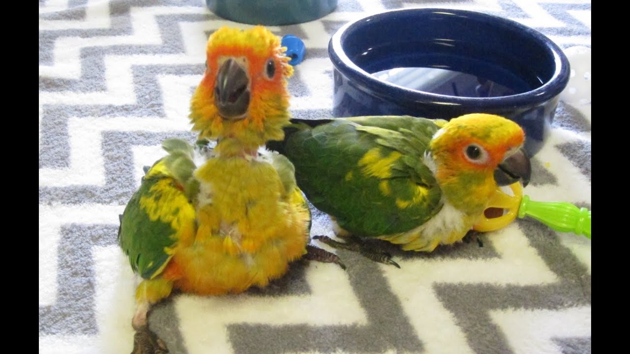 Baby Sunday Conures Boyd and #91 -- Rainbow Parrots Aviary - YouTube