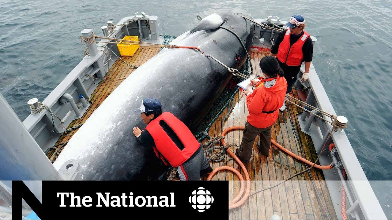 Japan resumes commercial whale hunting - YouTube