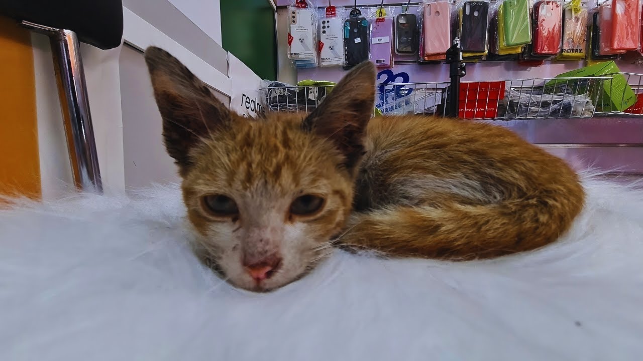 Poor little kitten who seems to need help and care 😿 - YouTube