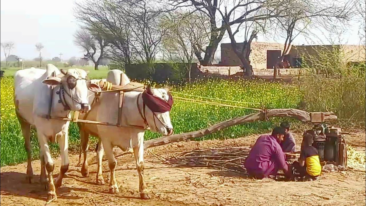 Traditional jaggery making | Jaggery making process from sugarcane ...