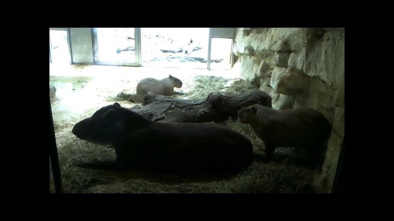 Confused Capybara - YouTube