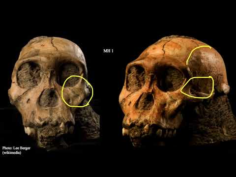 10 8 Australopithecus sediba, part 1