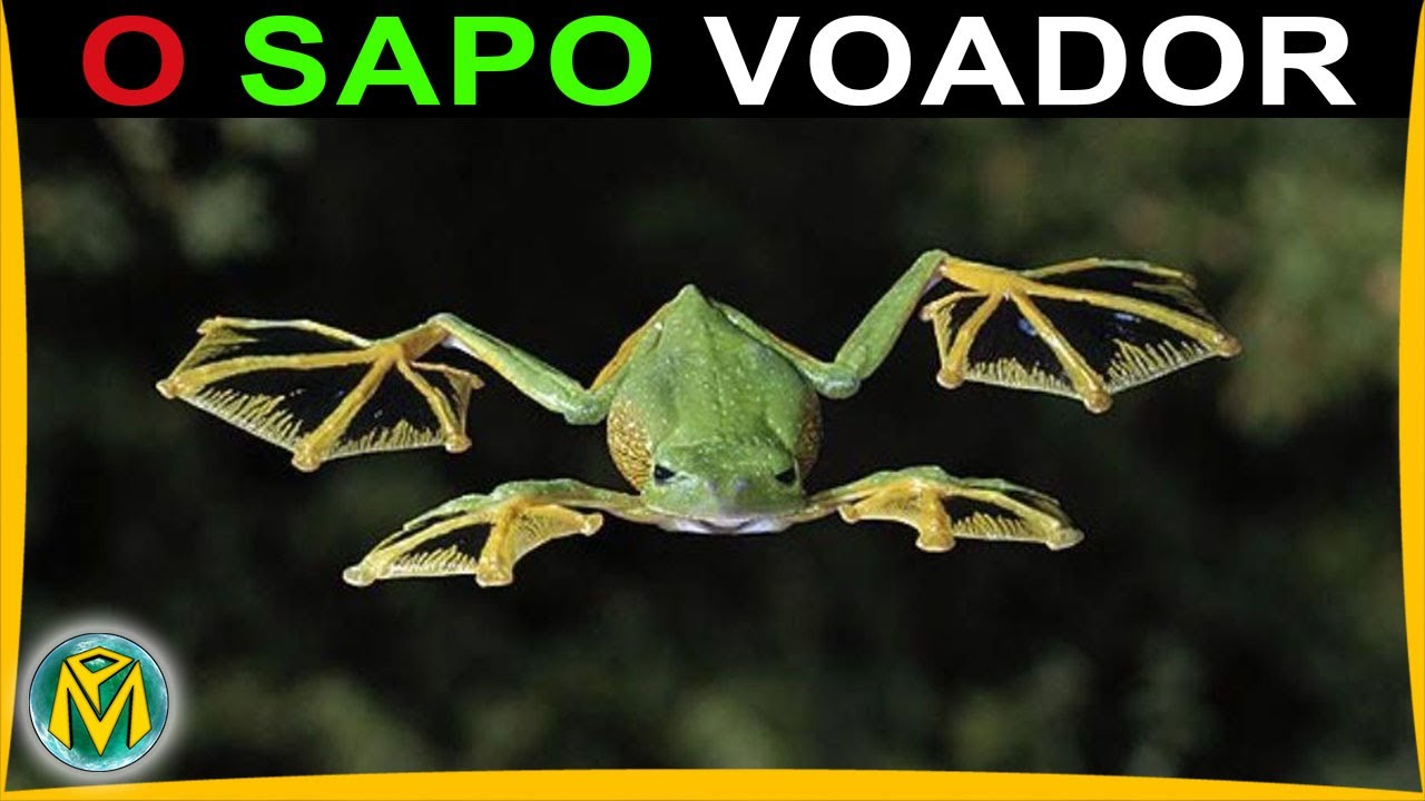 Sapo Voador Flying Sapo / Sapo Voador