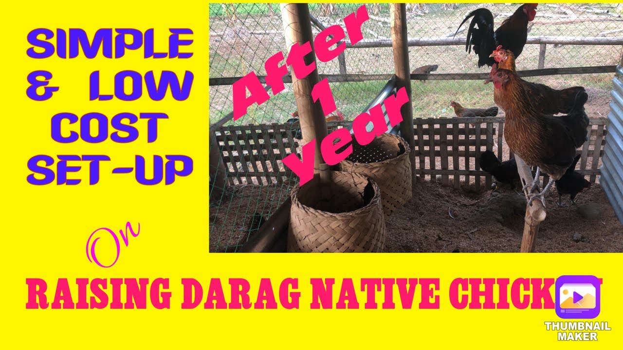 LOW COST SET UP ON RAISING PURE DARAG NATIVE CHICKEN AFTER 1 YEAR OF ...
