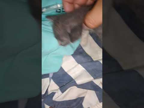 A dog snap him Kitten
