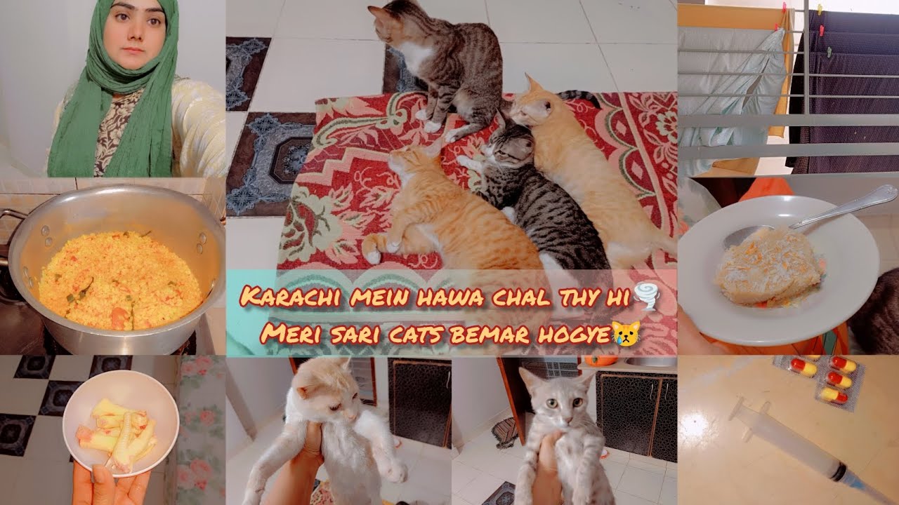 Karachi mein chali phir sey sardi wali hawayen🌪️😍|| Sari cats ek sath ...