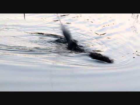 Slap and Wave - YouTube