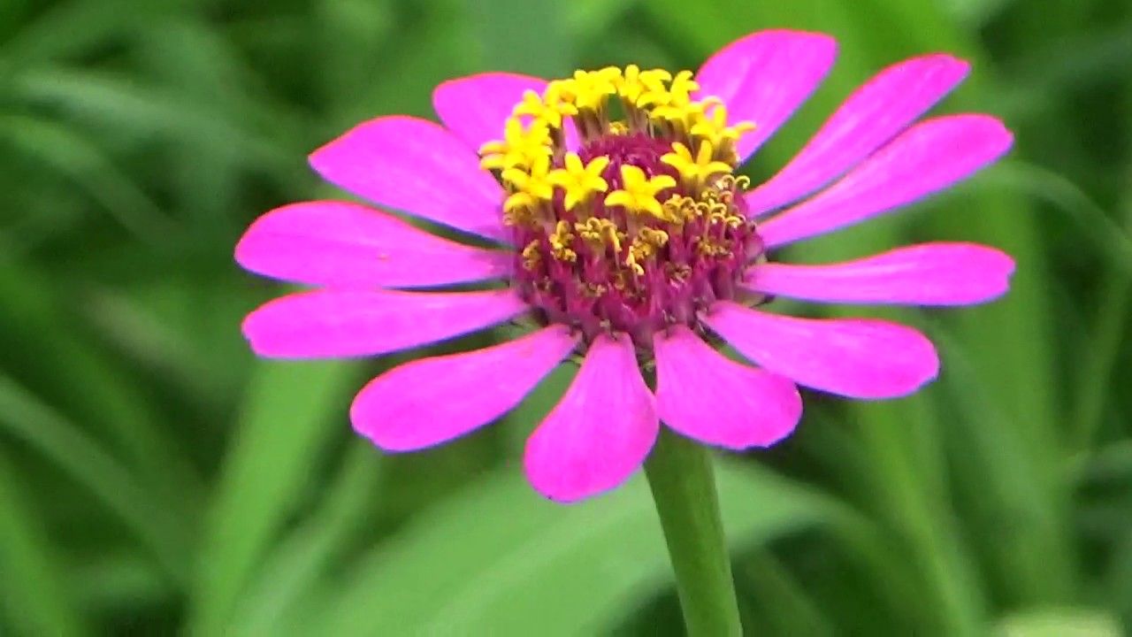 Wild Zinnia flower and Plant, झेनिया - YouTube
