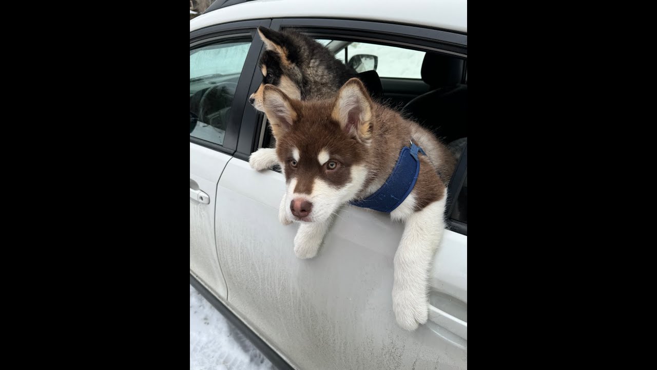 Alaskan Malamute Puppies Climbing Stairs #alaskanmalamute #puppy #pug # ...