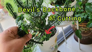 Devil's Backbone Plant Care And Propagation / How To Propagate Devil's Backbone From Cutting