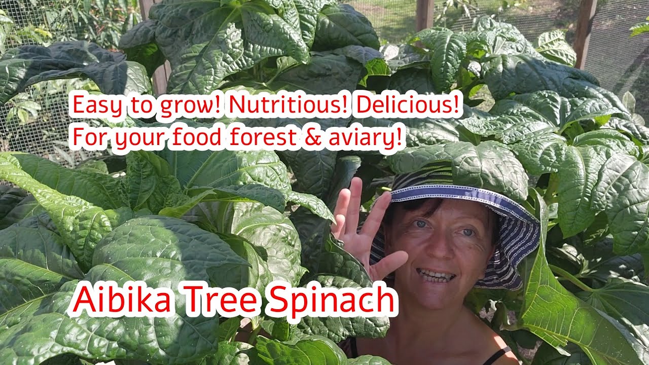 Aibika Tree Spinach - The Perfect Edible Perennial for Food Forest ...