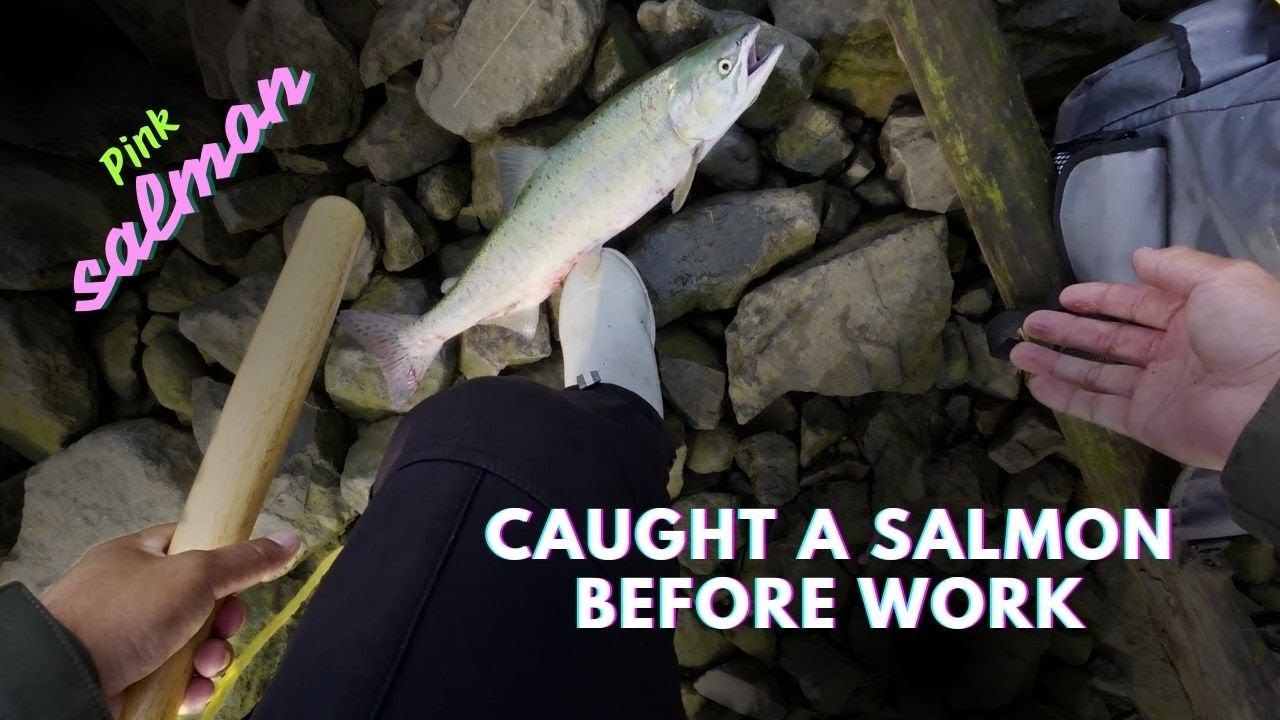 Caught PINK Salmon BEFORE Work - YouTube