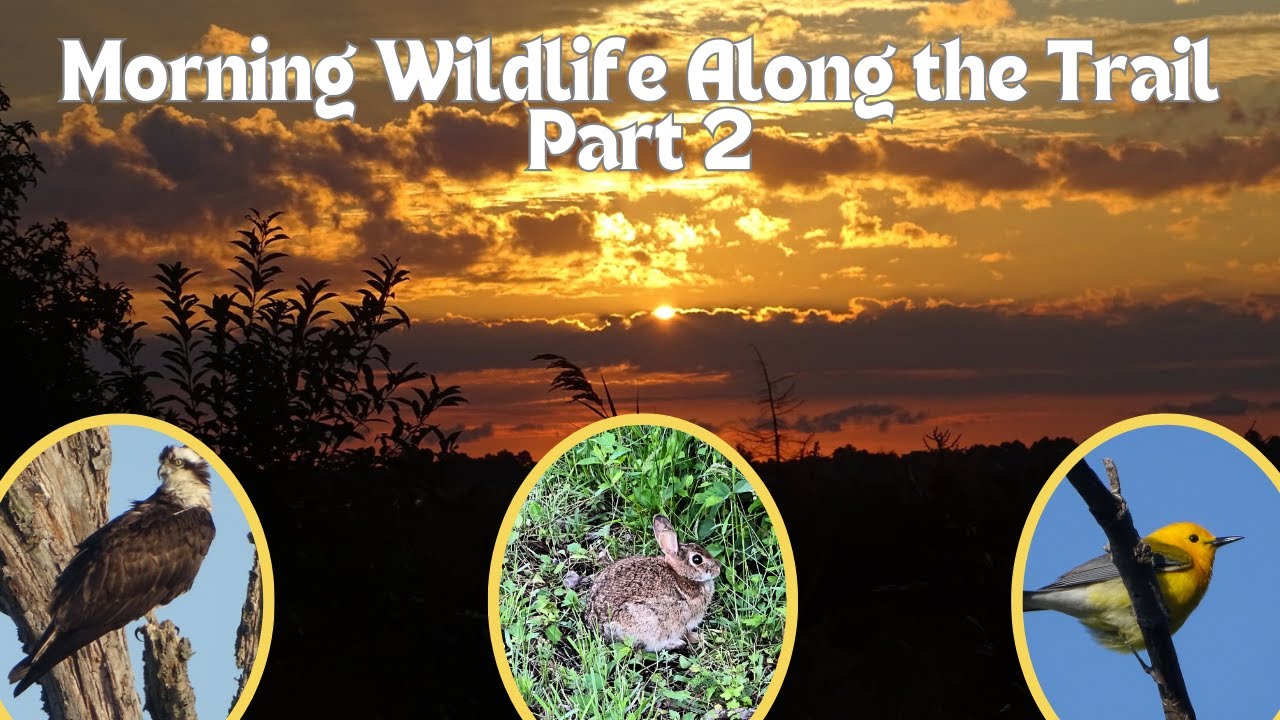 Morning Adventures: Wildlife Along the Trail Part 2 - YouTube