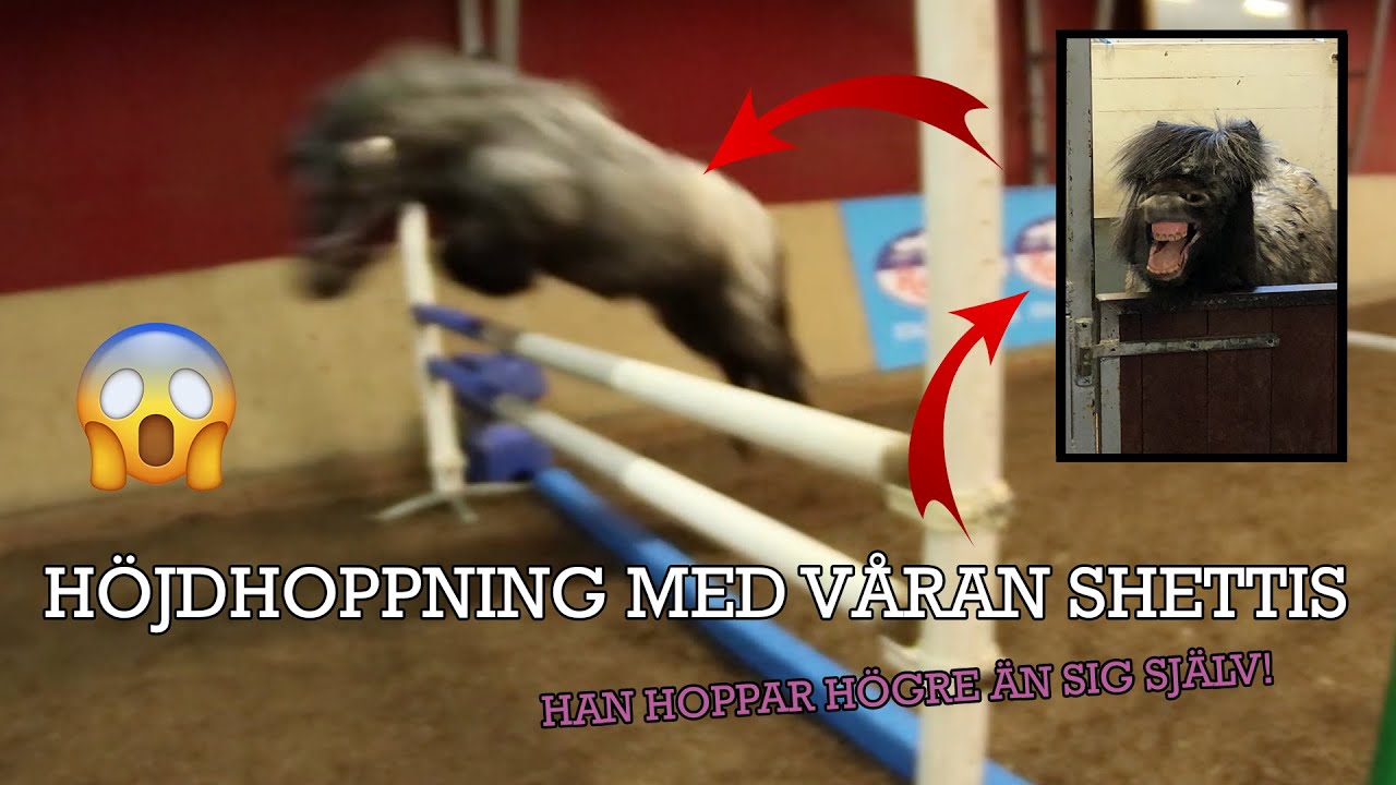 HÖJDHOPPNING MED VÅRAN SHETTIS (Wow vilken häst!) - YouTube