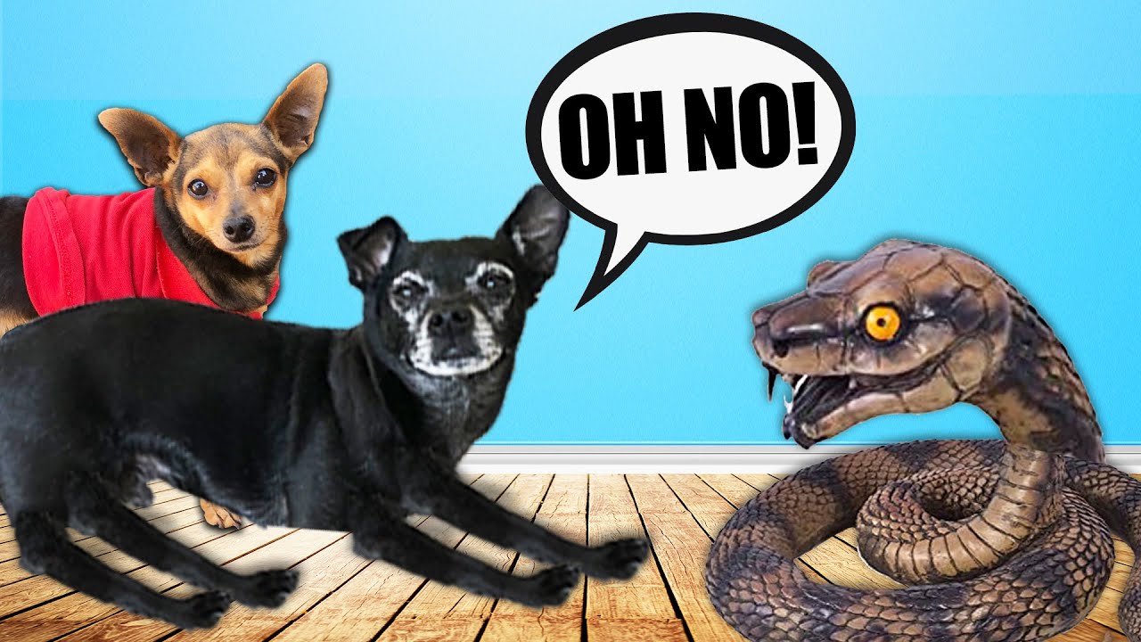 Last to Bark Wins Challenge! Funny Halloween Pranks by Pawzam Dogs ...