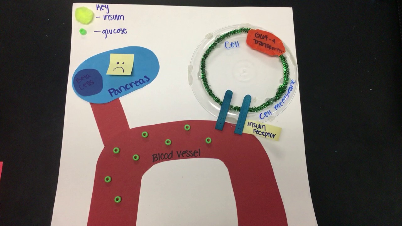 BioMed Diabetes stop motion project - YouTube